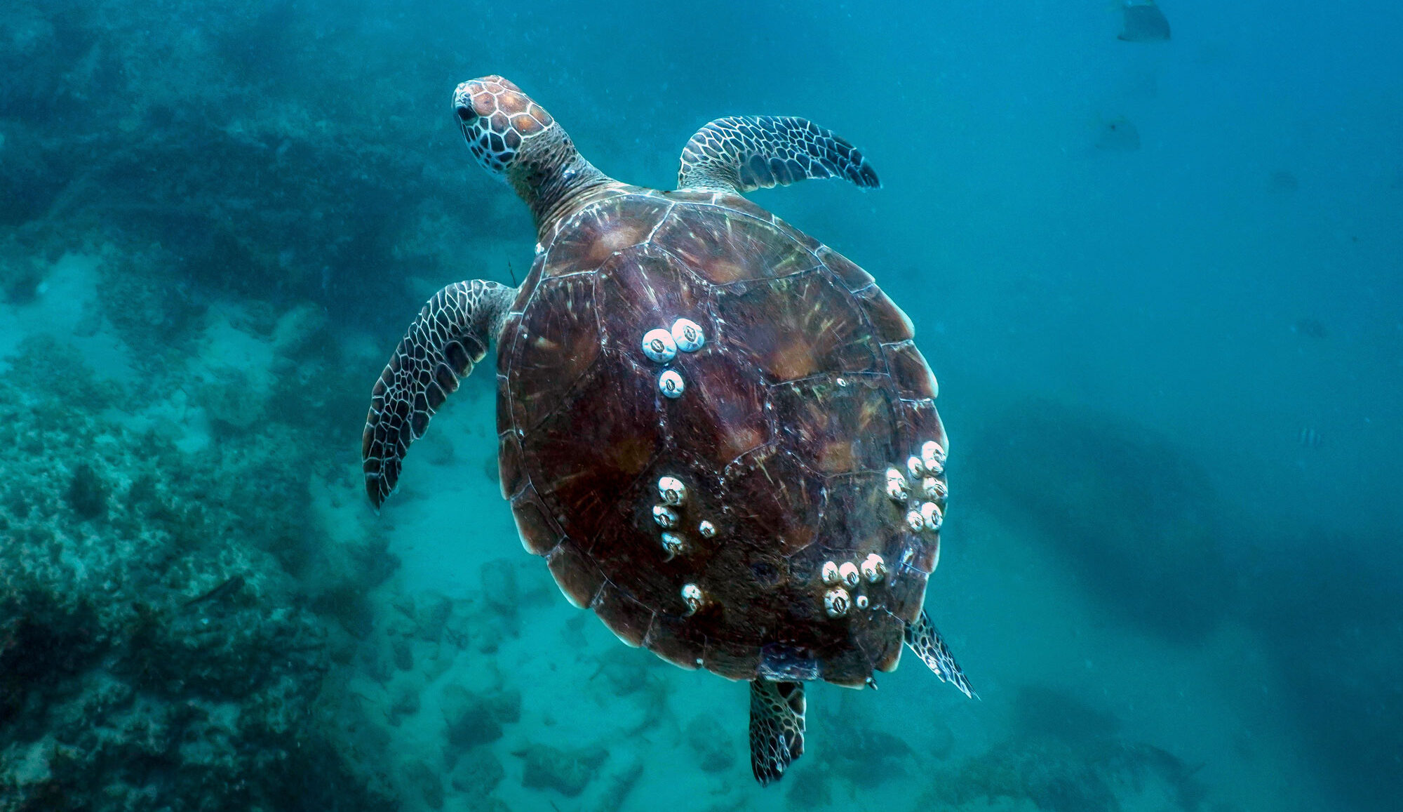 Artificial Reef On The Gold Coast | Learn | WonderReef