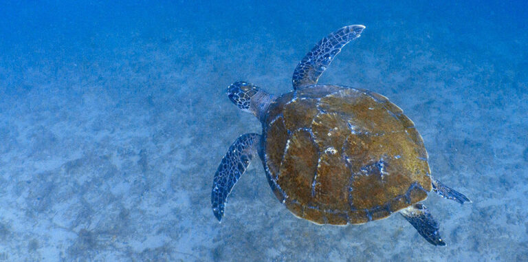 Wonder Reef On The Gold Coast