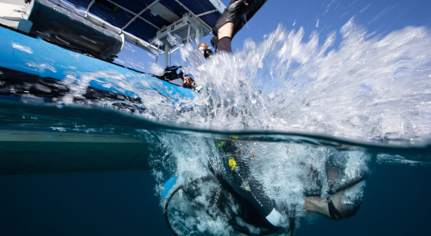 Gold Coast Dive Adventures have been selected for the City’s newest ...