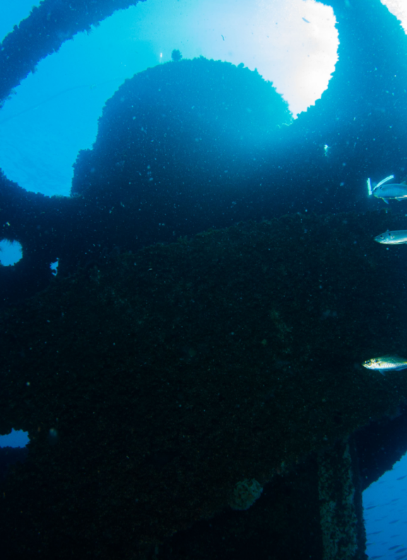 Wonder Reef On The Gold Coast